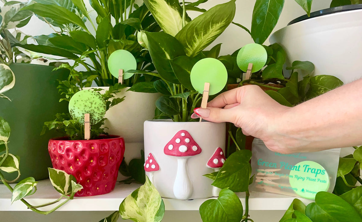 Green Sticky Traps – Page 3 – uBloomd