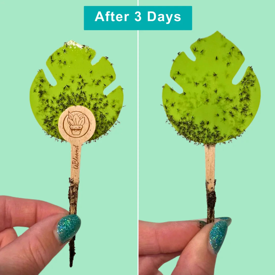 Classic Circle Green Sticky Traps - uBloomd