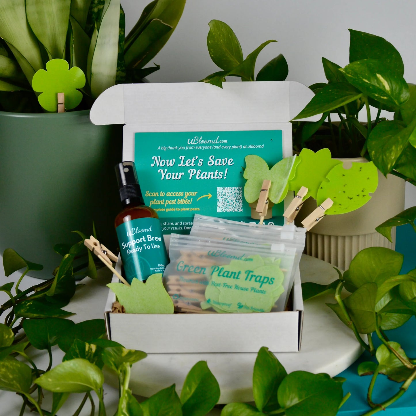 Green Fungus Gnat Removal For Indoor Plants – uBloomd