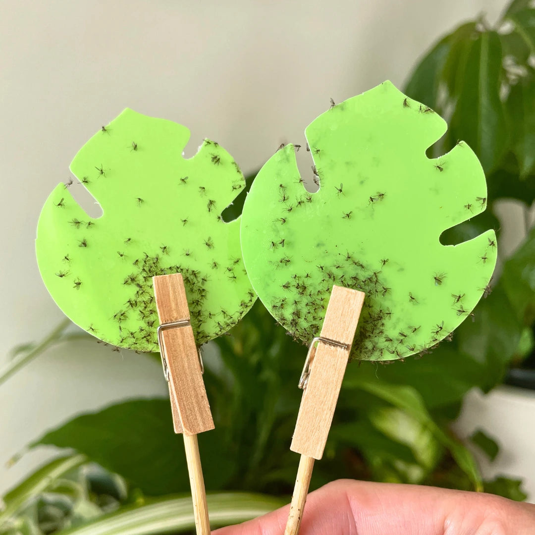 Wooden Trap Clips – uBloomd